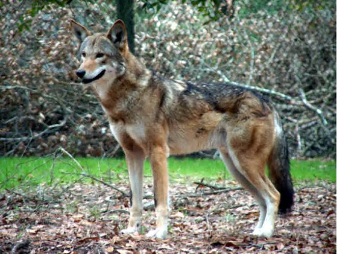 Los últimos 500 lobos rojos en peligro de extinción. ~ El Mundo de Skizzo