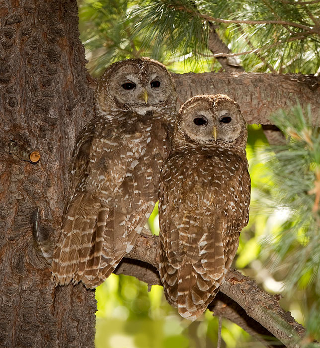 Bellas Aves de El Salvador: Ciccaba (Strix) virgata (búho café, moteado ...