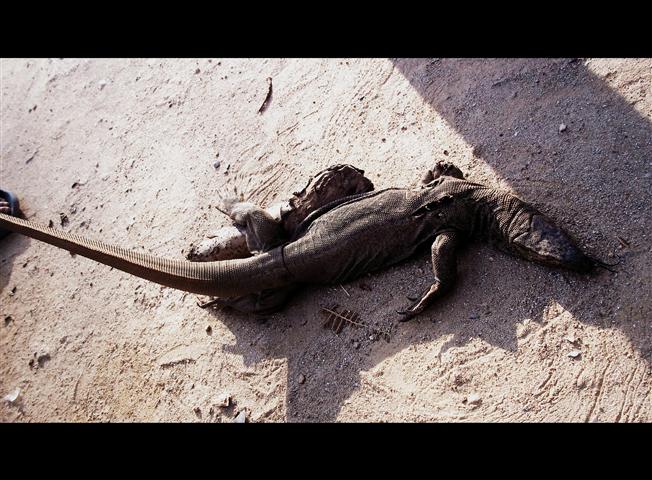 Pakhribas Updates: Gohoro, not a crocodile!