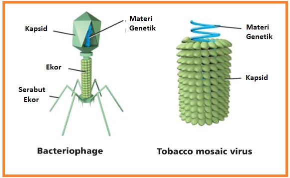 BIOLOGI GONZAGA: VIRUS