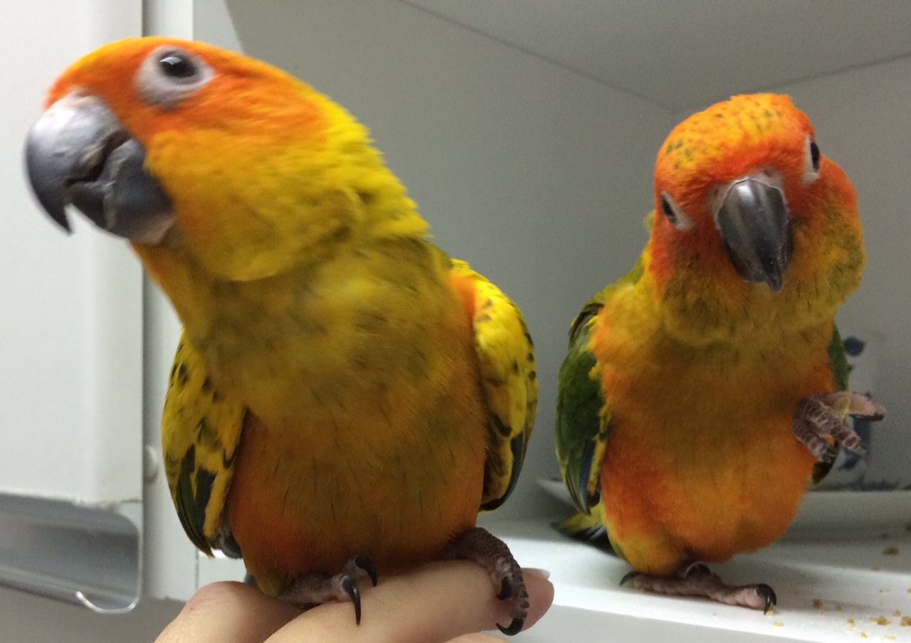 Los Ingredientes de La Vida: "Educando Cotorritas"