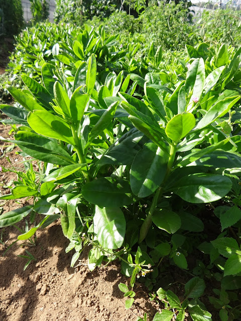 Herbs from Distant Lands: Talinum triangulare - Philippine Spinach ...