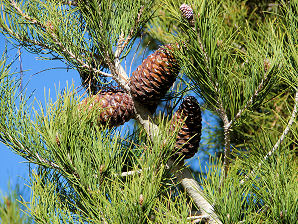 JENIS-JENIS TUMBUHAN BIJI | AL HARIYANTI