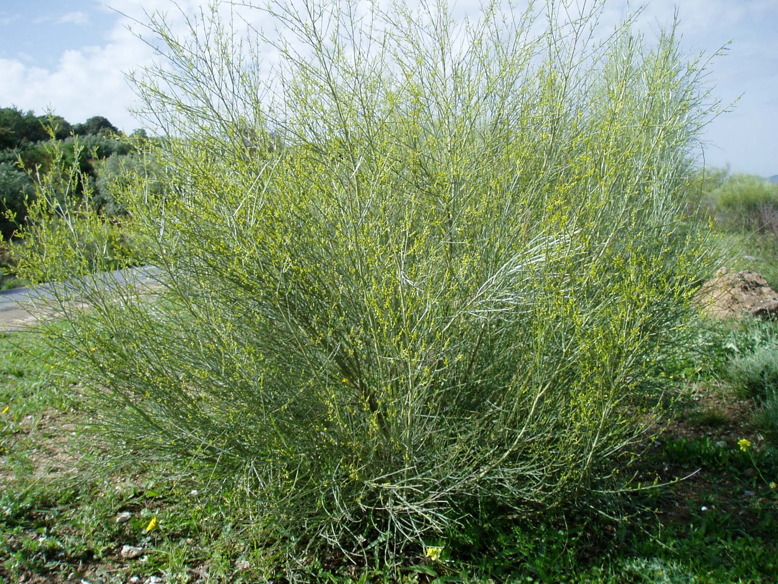 RETAMA: Retama sphaerocarpa | Plantas rioMoros