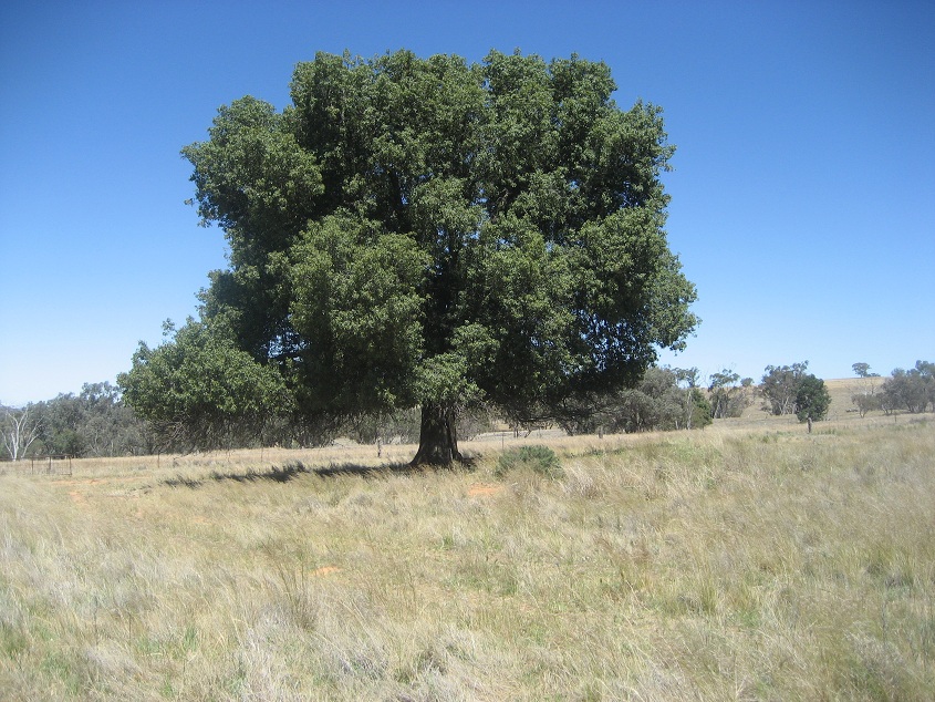 Ochre Archives: Big Trees on Ochre Arch