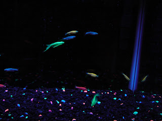 Tails & Scales Pet Store: New! Cosmic Blue GloFish