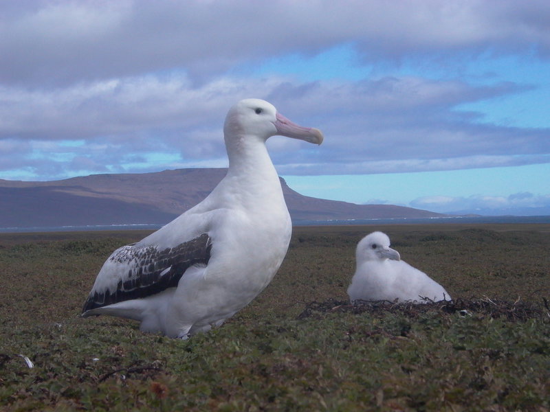 TVL: Ave da semana - Albatroz