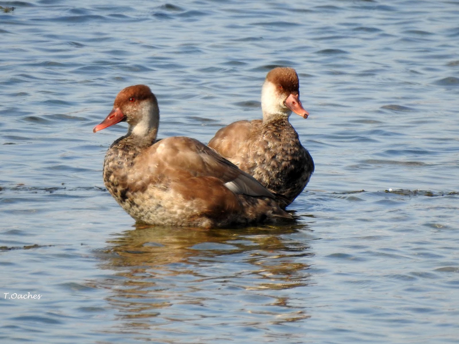 PASARI DIN ROMANIA: RATA CU CIUF, Netta rufina