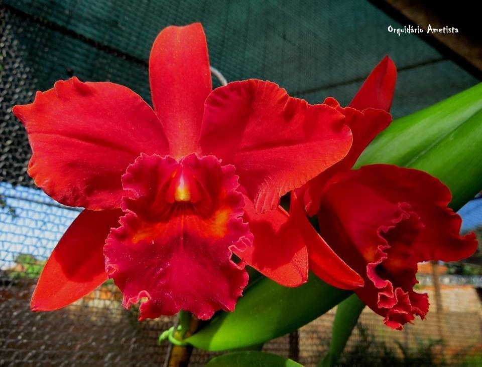 RW PAISAGISMO: ORQUÍDEA: CATLÉIA