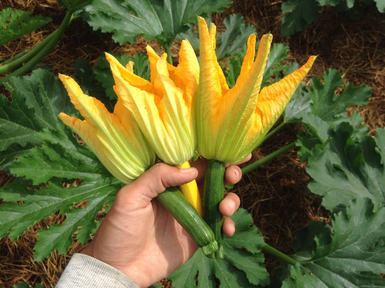 Zucchini Flower, Bunga Exotis Tanaman Labu Yang Menyehatkan - Raden Pedia