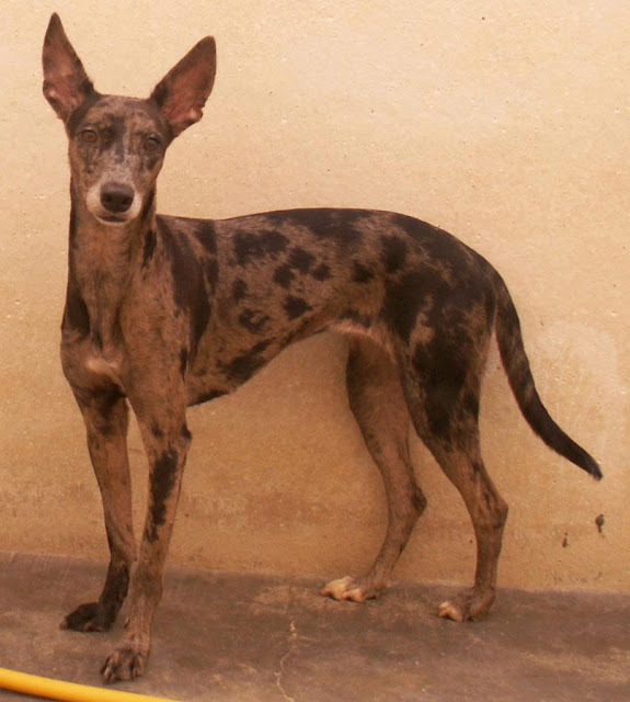 NOBLE GALGO: Merly, otra preciosa faraona de lo más original ...