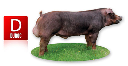 O La La Babi: Jenis Jenis Babi