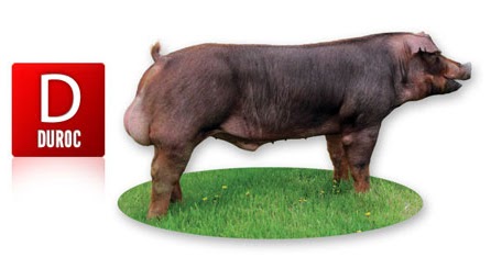 O La La Babi: Jenis Jenis Babi