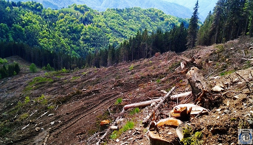 Dreptate pentru Romania: Defrisarile – cea mai importanta problema de ...