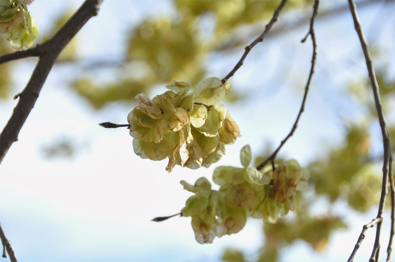 Imagery from Life: Elm in the sunshine