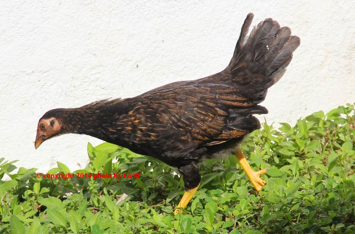 Griff's Bird Photos: Cubalaya (Gypsy) Chicken