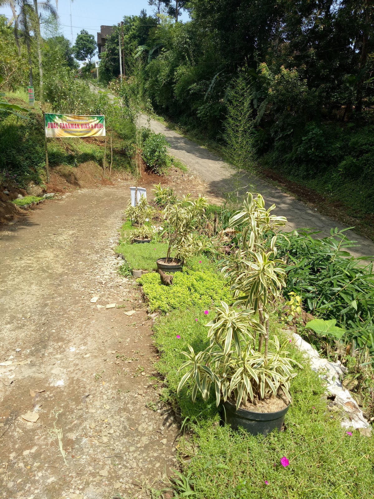 TOKO TANAMAN HIAS SEMARANG ~ SINOX NURSERY