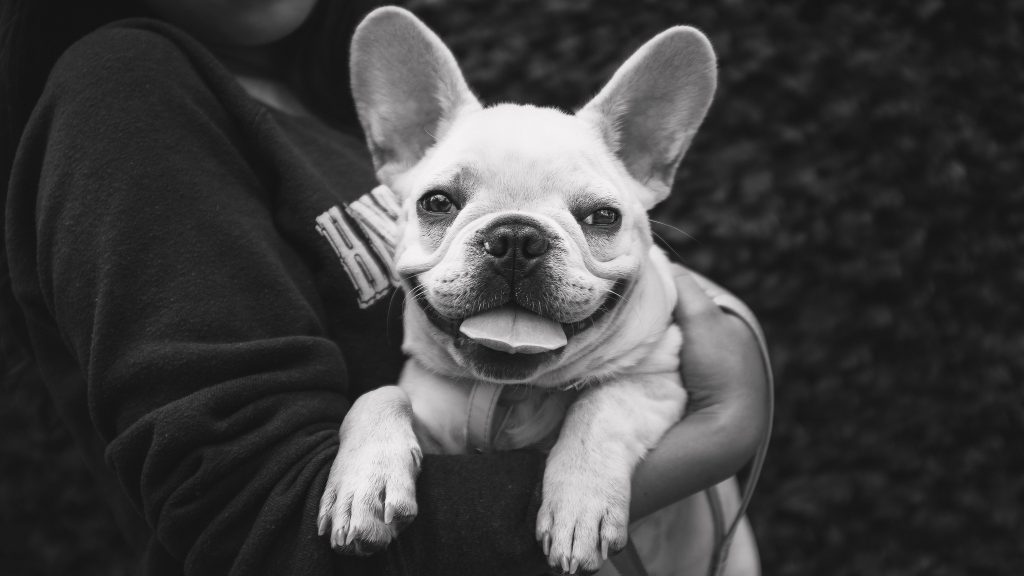 Rottweiler's Kingdom: The 9 Most Expensive Purebred Dogs Ever