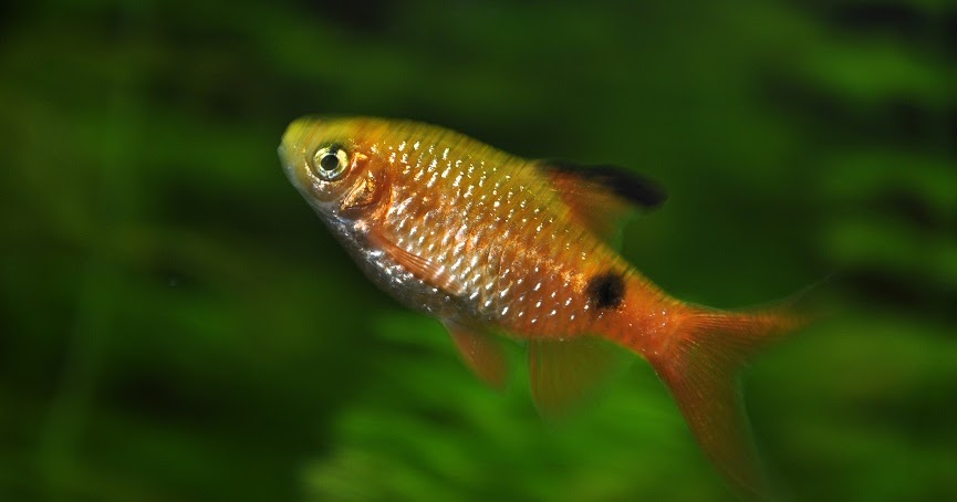 ZOOTOGRAFIANDO (6.096 ANIMALS): BARBO ROSADO (Puntius conchonius)