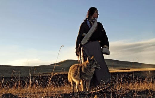 White Wolf : Li Weiyi - Woman who runs with wolves (Photos - Video)