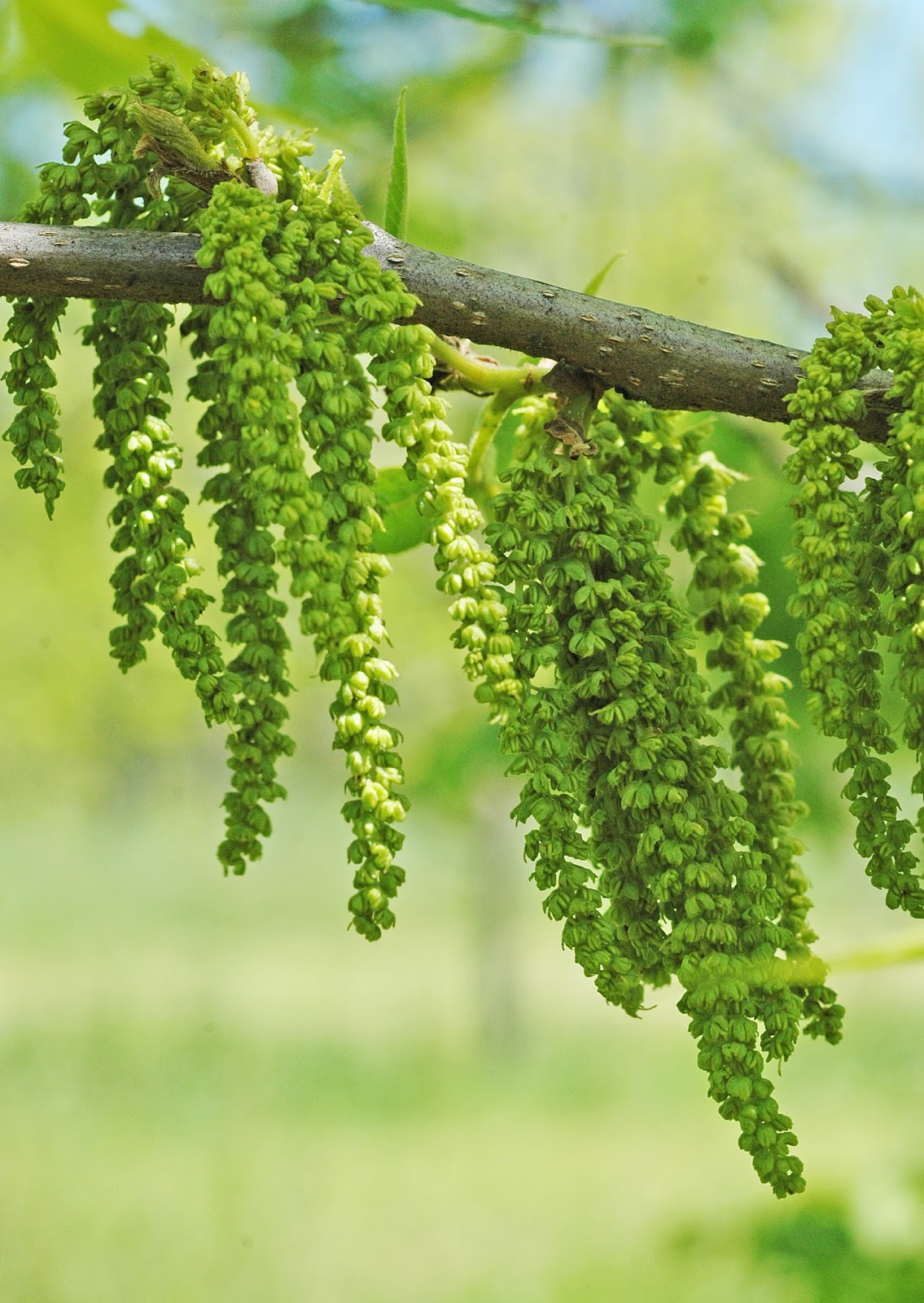 Northern Pecans: Pecan pollination season rapidly approaches