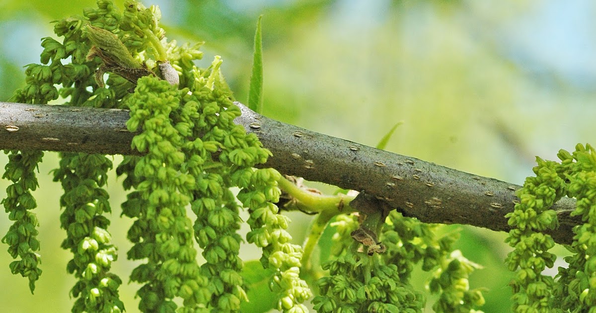 Northern Pecans: Pecan pollination season rapidly approaches