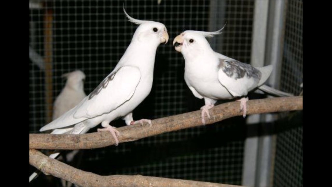 Jenis - Jenis Burung Falk dan Daftar Harganya - Bakasura Cendekia