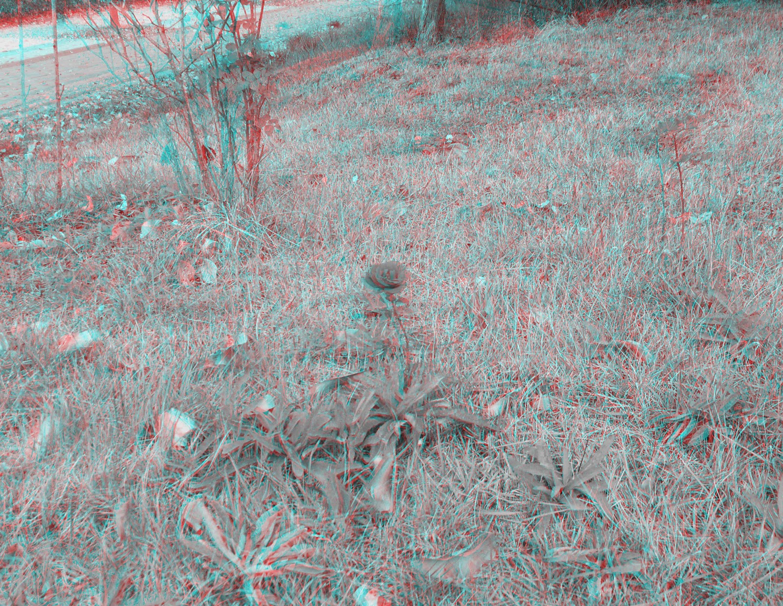 Craig's 3D in the News