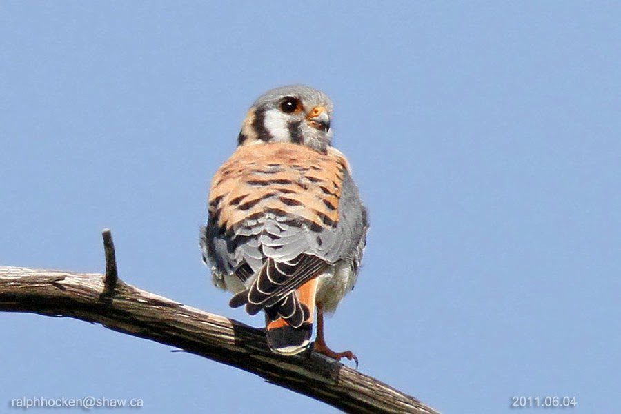 The Backyard Wildbird and Nature Store: American Kestrel, Red-tailed ...