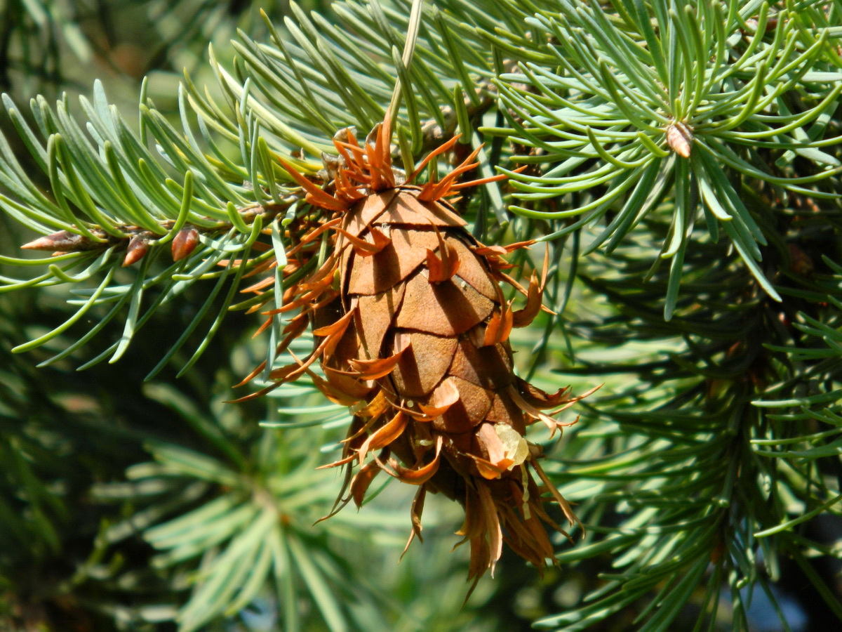 LA MULTI ANI, ROMANIA!: Conuri