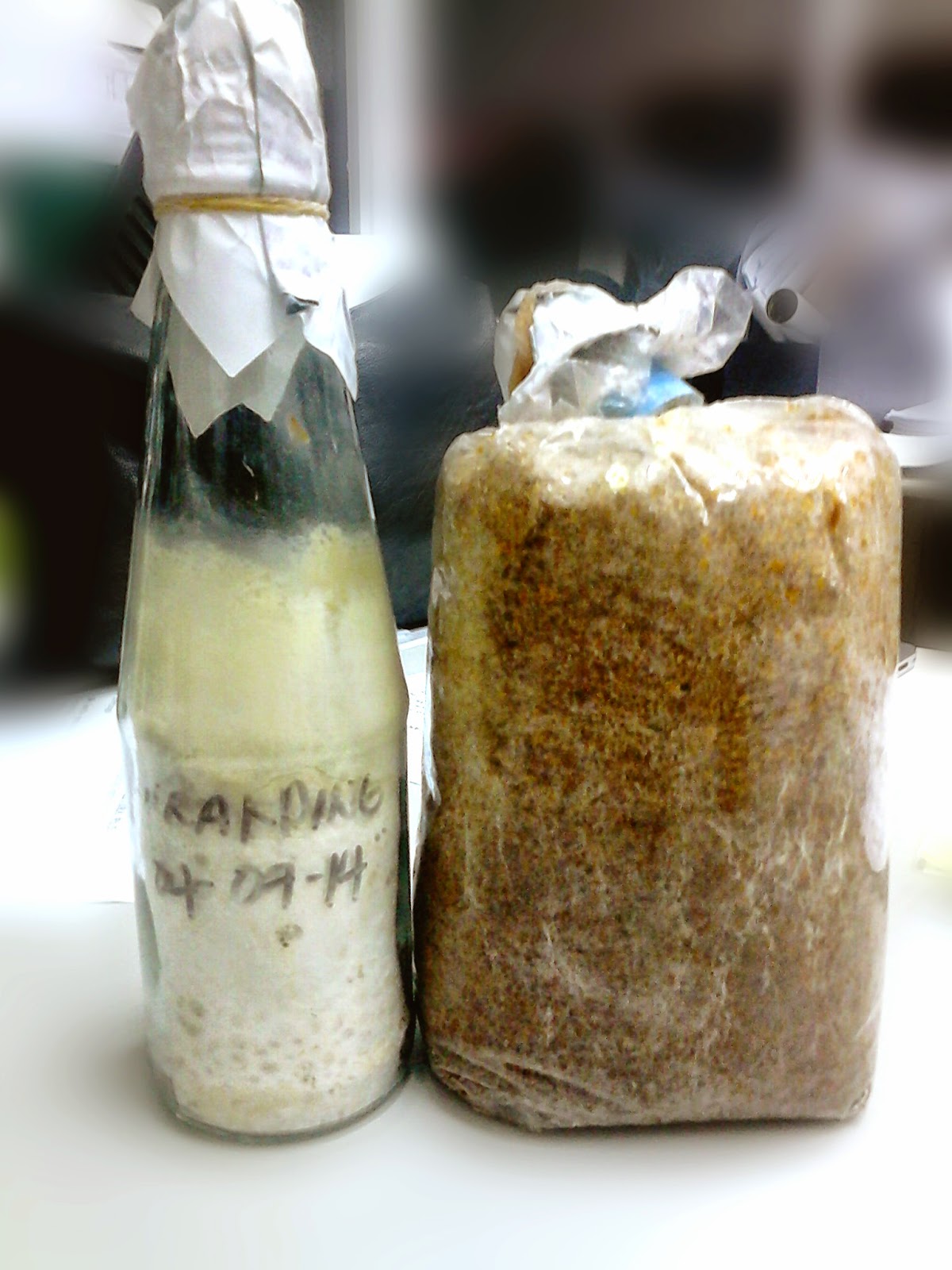 Albay 3rd District: PhilRice Bicol to start “kurakding” production at ...