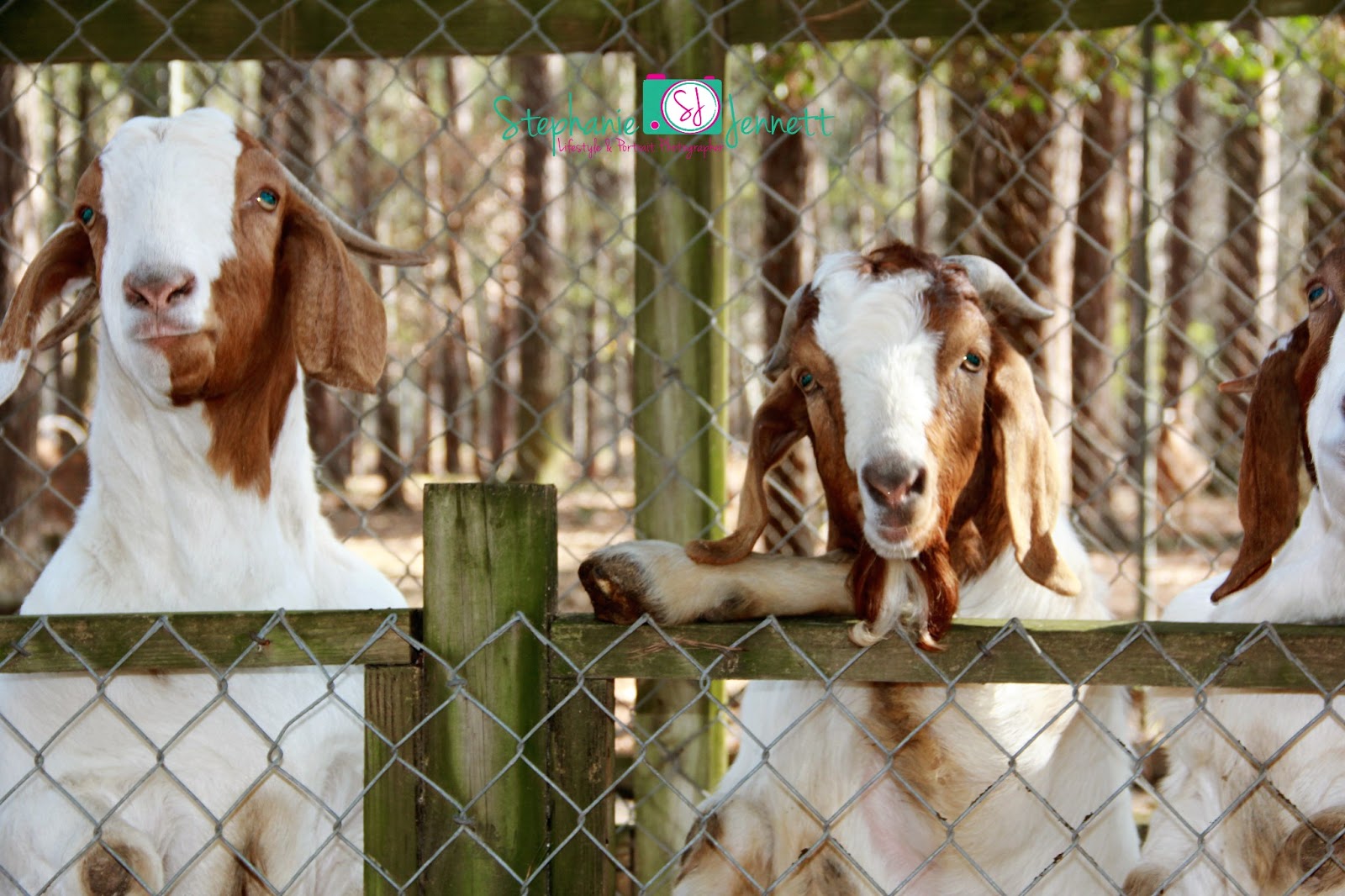 Stephanie Jennett Photography