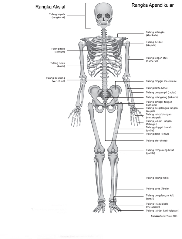 Materi Pelajaran Biologi SMK Farmasi: SISTEM GERAK