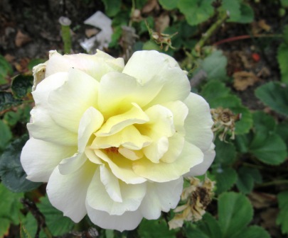 musings n waffle: 2013