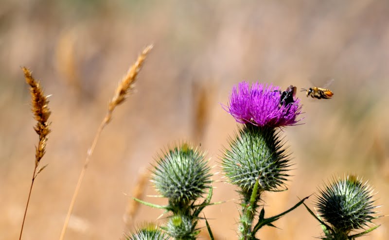 Barbara Rich Photography: Northern California Wildflowers and Native Plants