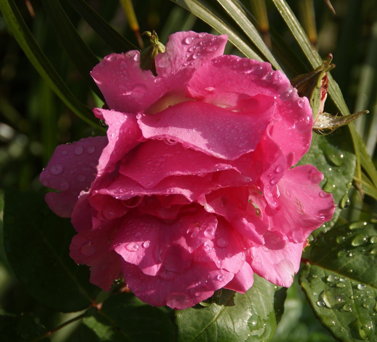 Organic Garden Dreams: Rose of the Month: 'Zephirine Drouhin'