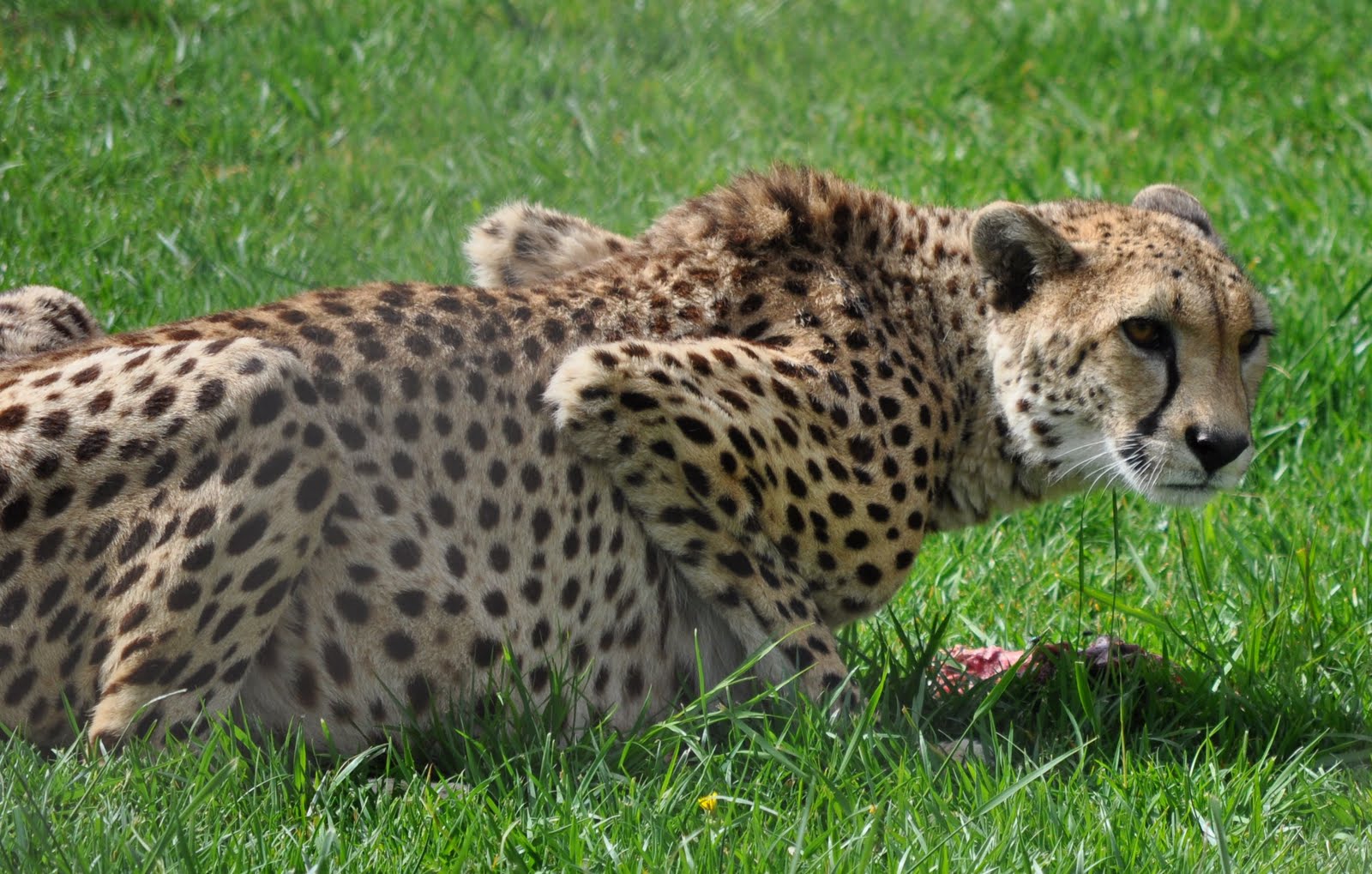 ZOOTOGRAFIANDO (6.100 ANIMALS): GUEPARDO / CHEETAH (Acinonyx jubatus)