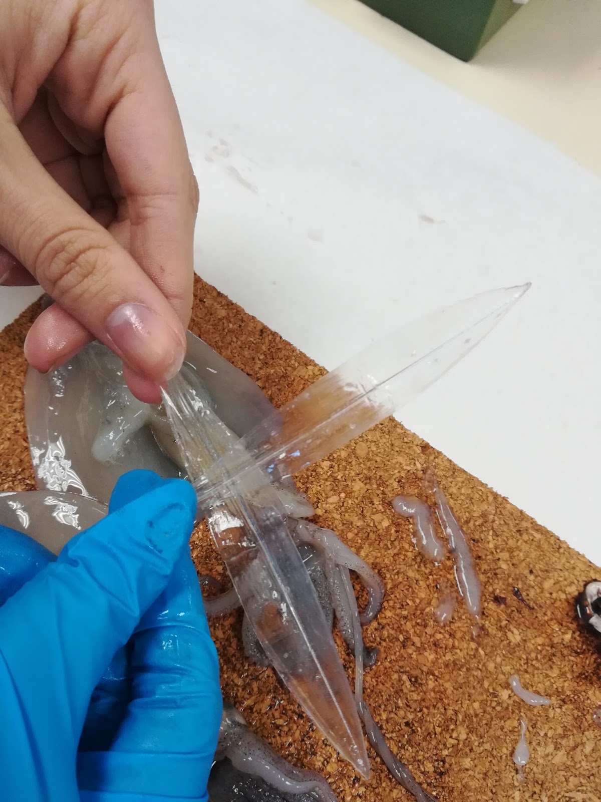 AnatoBlog: Práctica 9