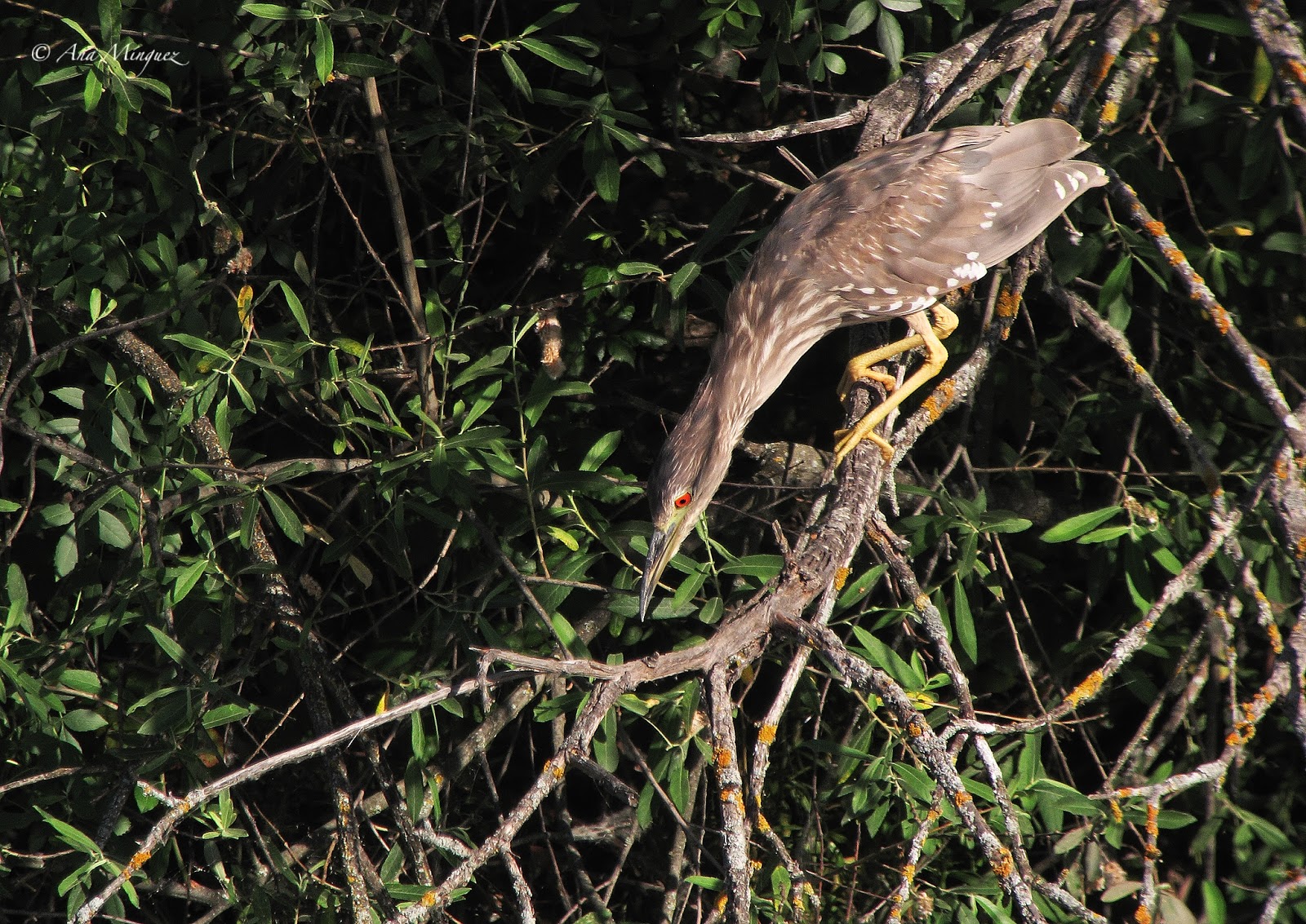 NATURANAFOTOS: De pesca con el Martinete