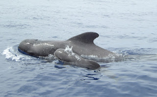 Dolphinday: Auf den Färöer-Inseln geht es den Pilotwalen an den Kragen