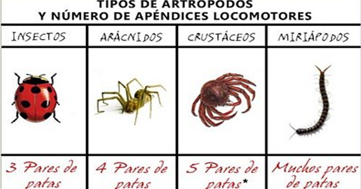 Mis Aventuras En Tercero... y ahora Cuarto: Artrópodos