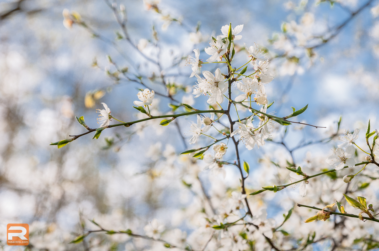 Ziedošais pavasaris