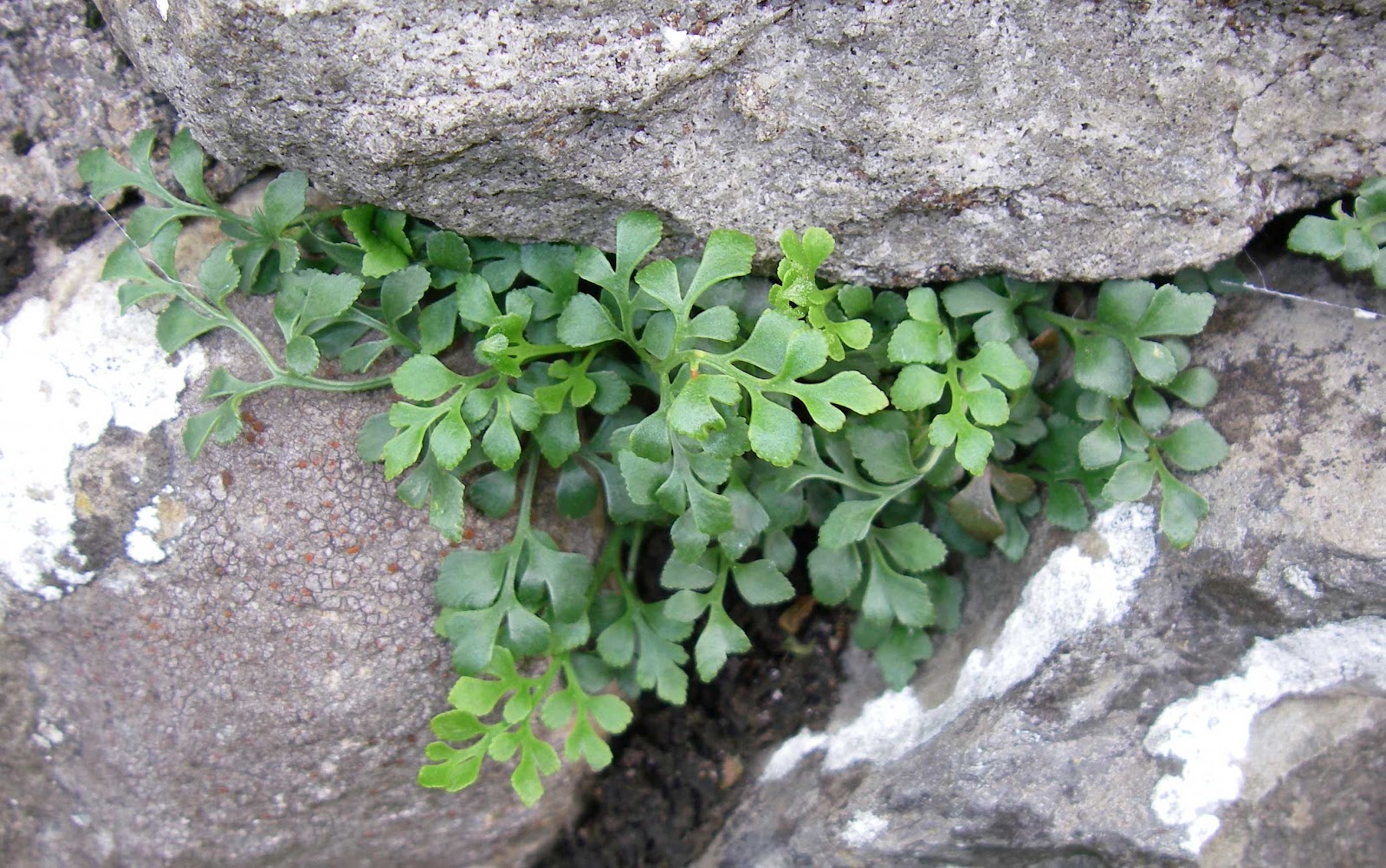 CABINET OF CURIOSITIES: Wildlife on Walls: 5. Wall Rue