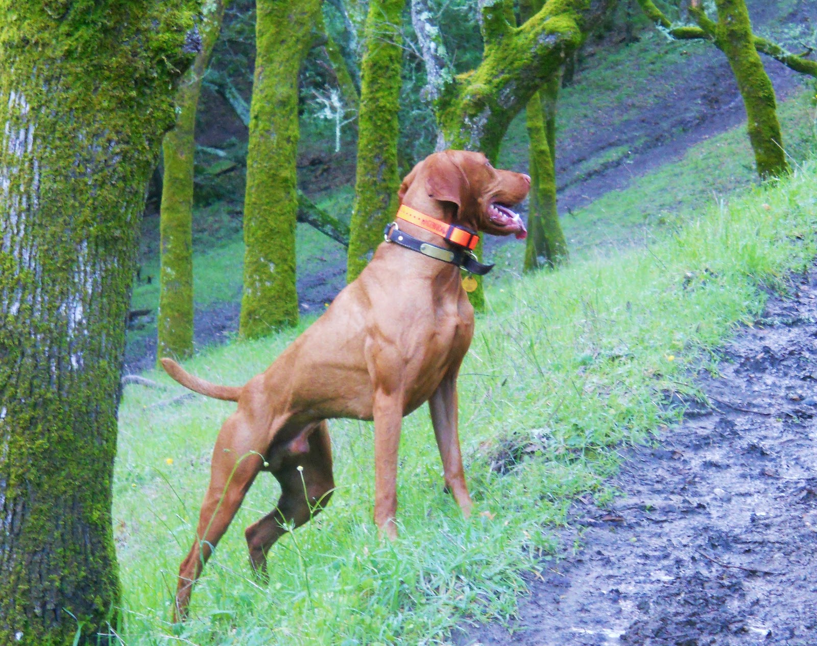 redbirddog - a hungarian pointer (vizsla) blog: Brawny or Sinewy ...