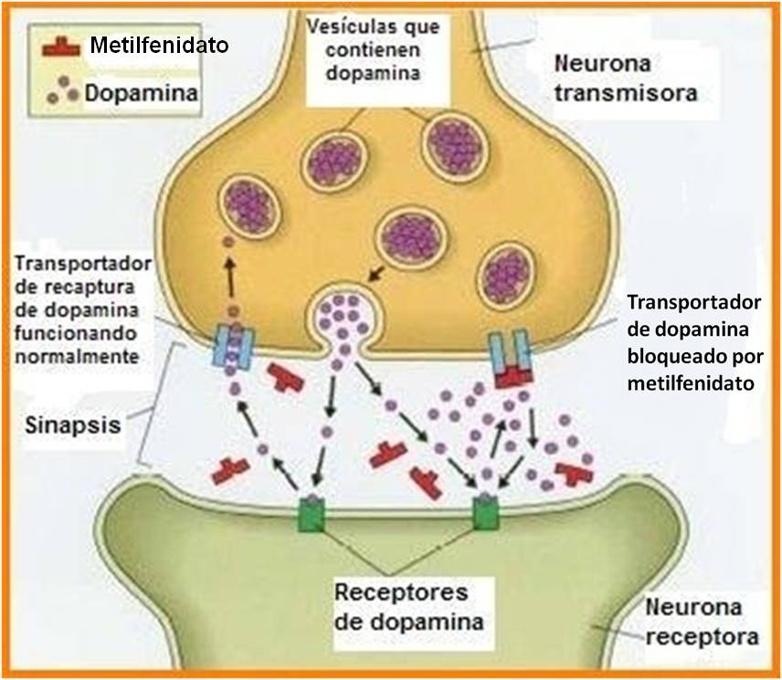 Dopamina E Noradrenalina Tdah - RETOEDU
