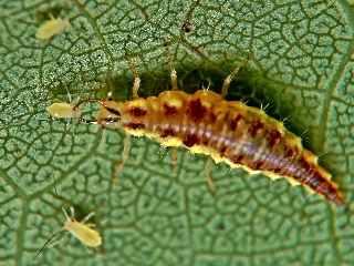 Crisopas, Chrysoperla carnea | Fauna Auxiliar