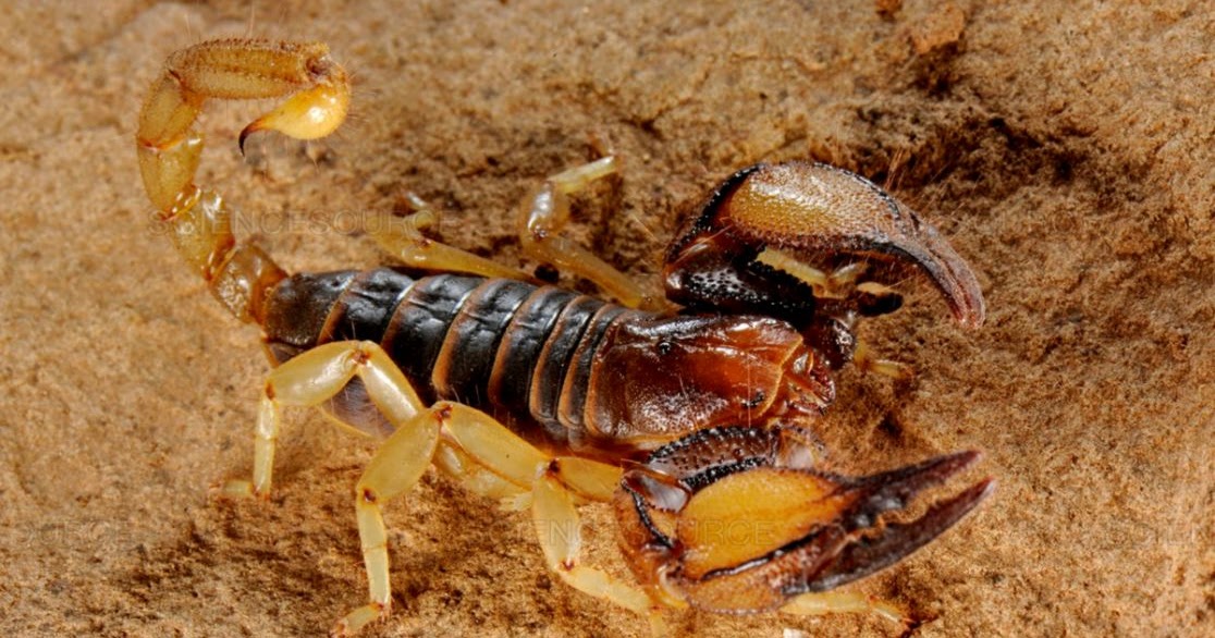 Desert Scorpion | Important Wallpapers