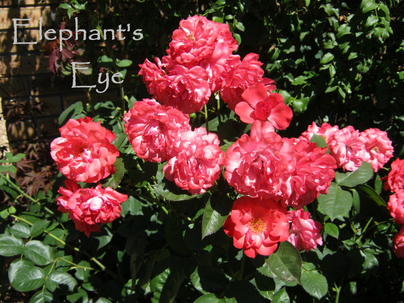 Elephant's Eye: Wildflower Wednesday with ours and yours