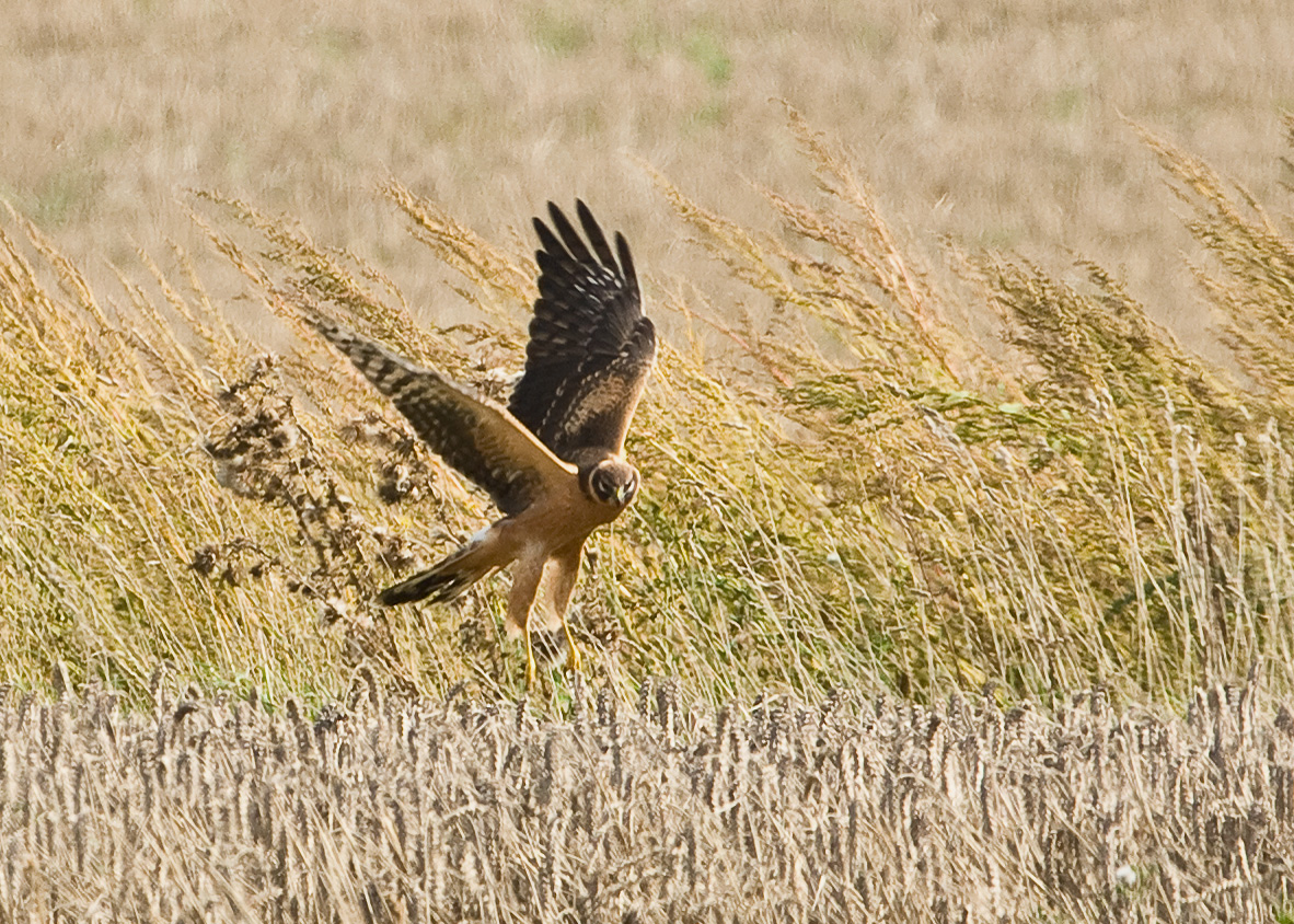 Greater Kent Birder: September 2011