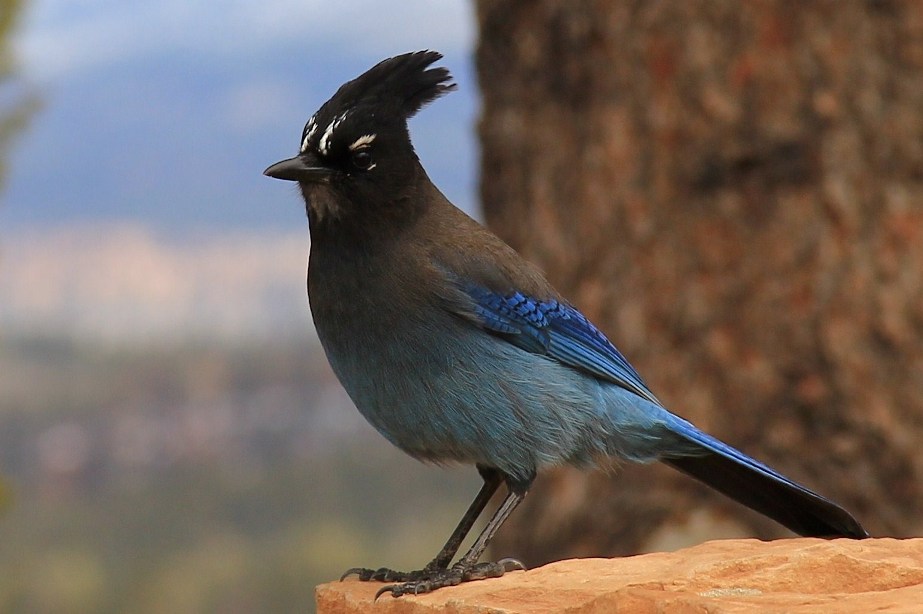 Nevada and Utah: Stellar Jay